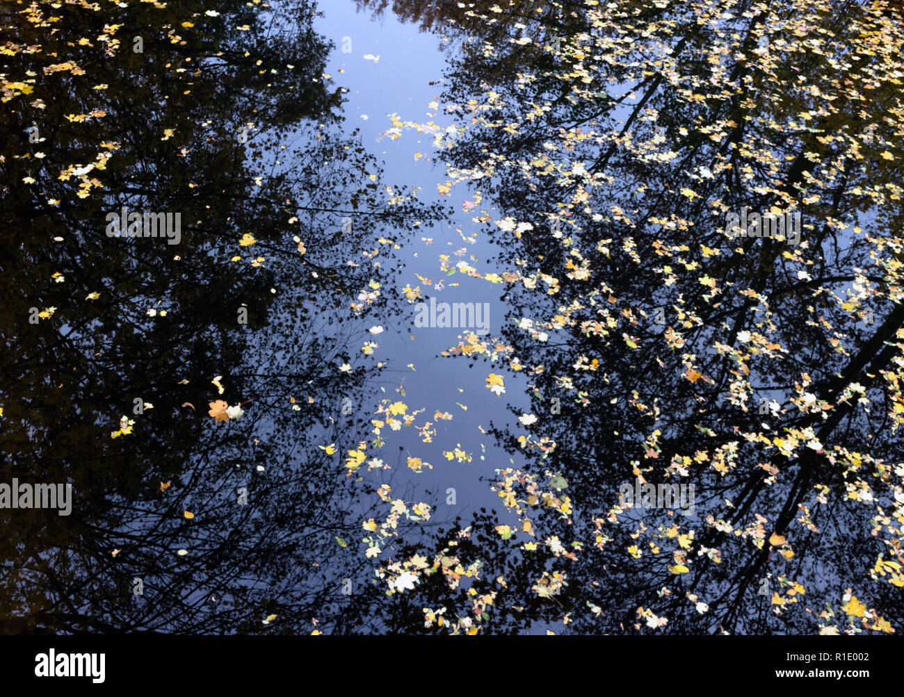 Autumn maple leaves in puddle of water. Puddle water autumn maple leaves. Autumn maple leaves in ...