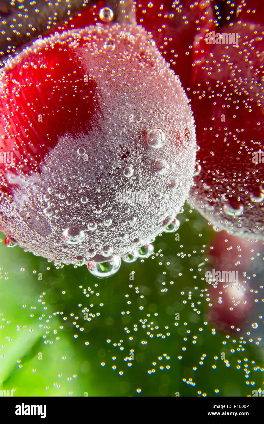 grape water bubbles green leaf dark background close-up macro Stock ...