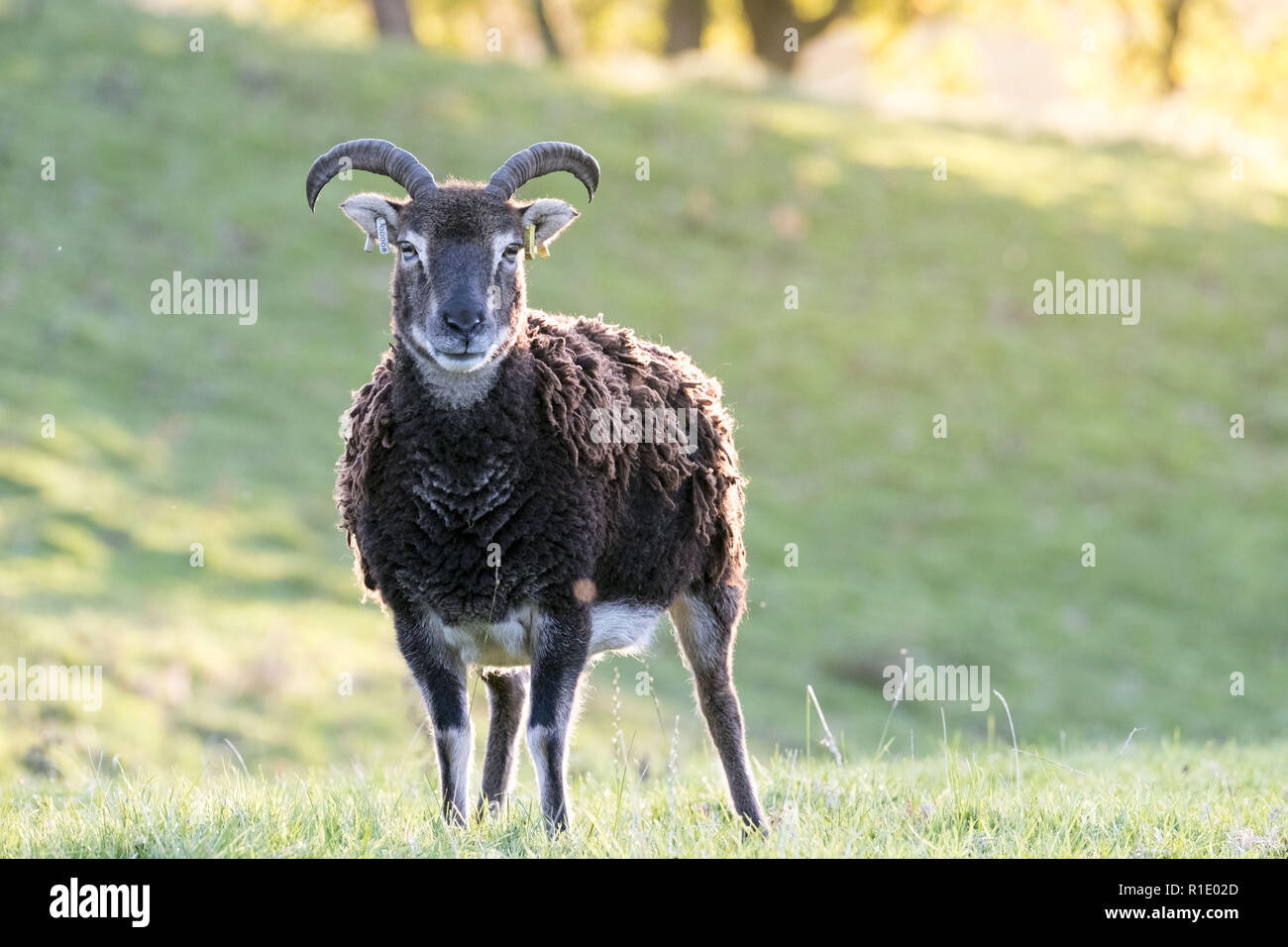Welsh mountain sheep ram hi-res stock photography and images - Alamy