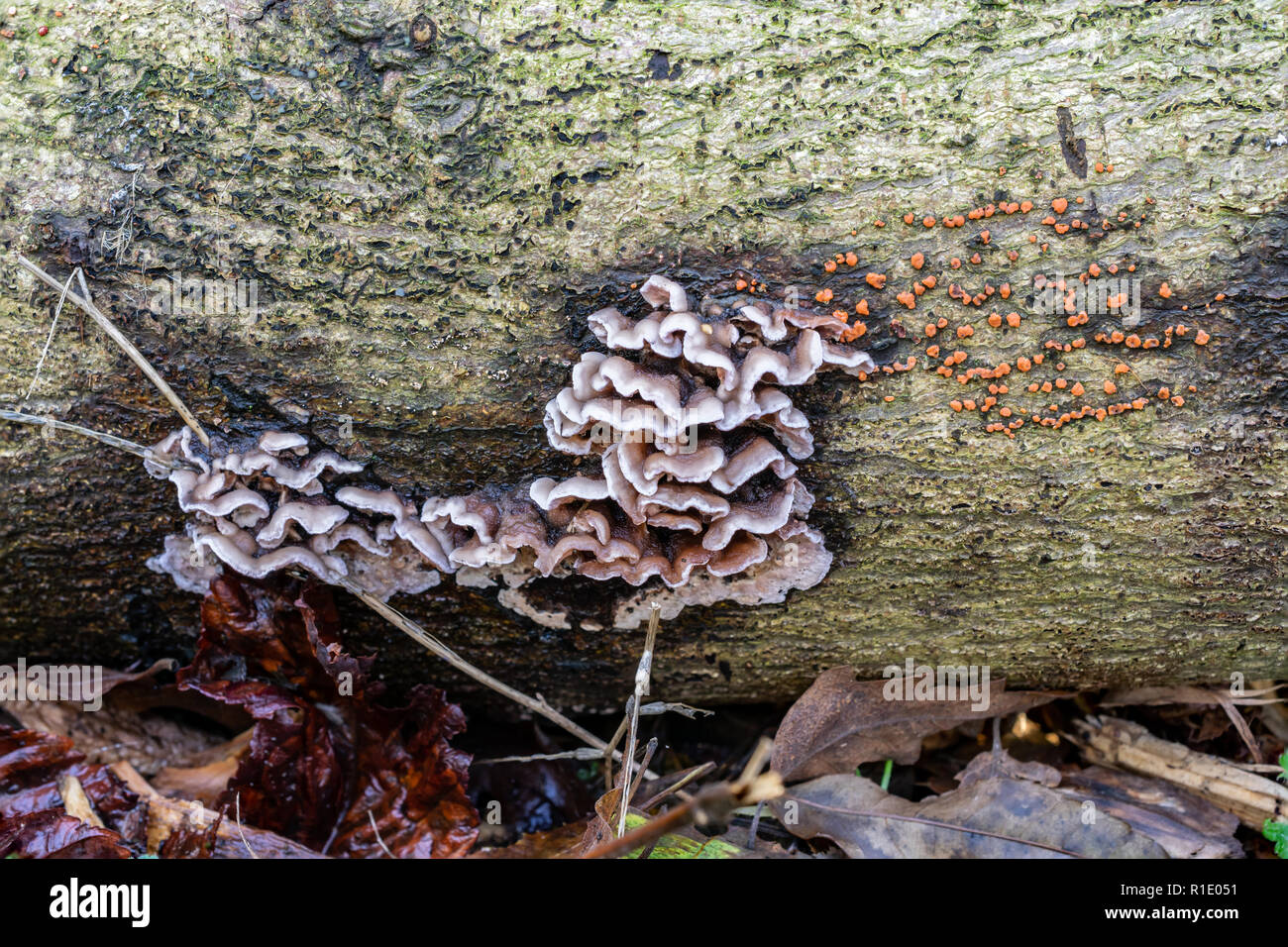 Types of fungi hi-res stock photography and images - Alamy
