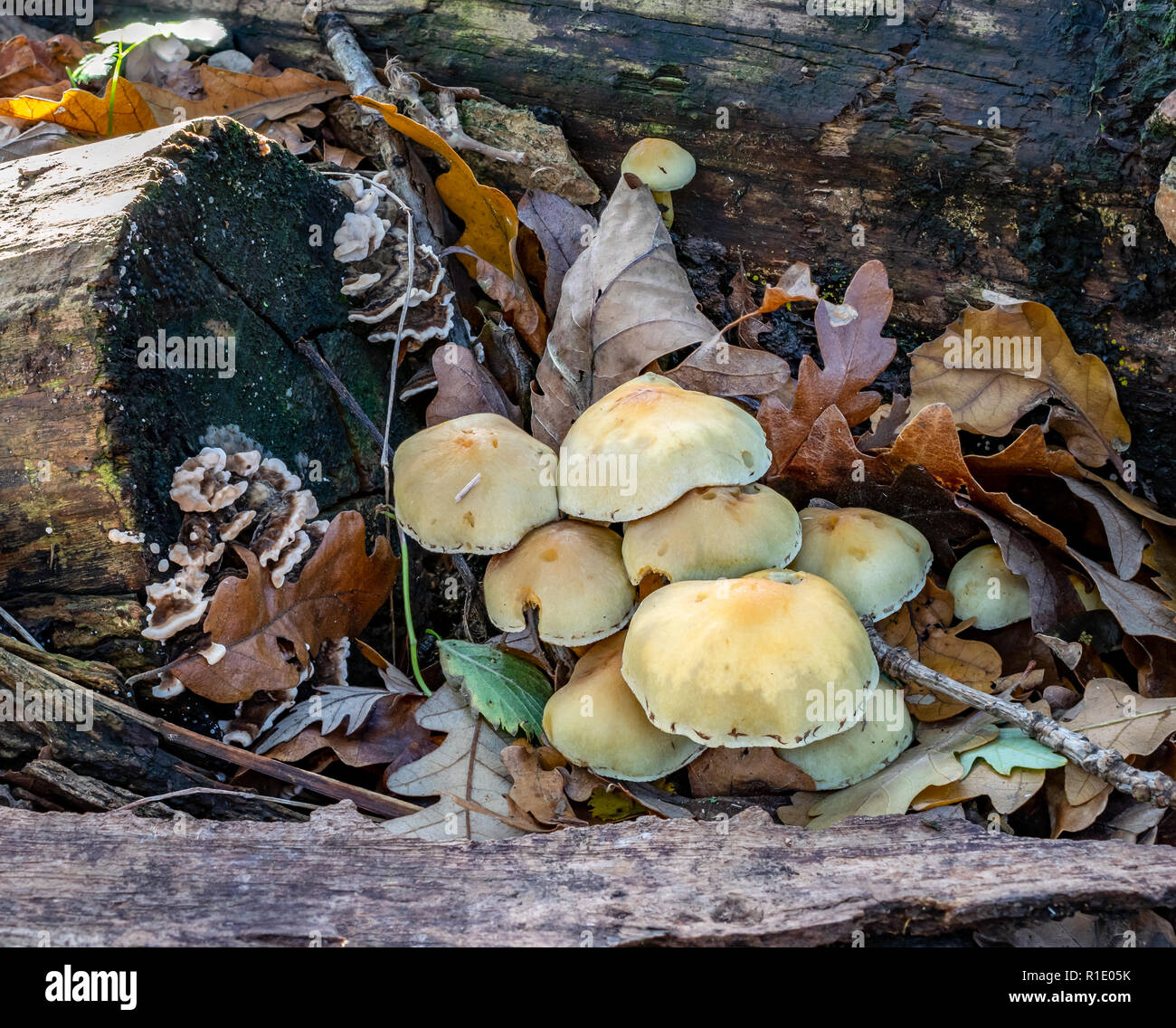 Ochre colored toadstools in between a few logs Stock Photo - Alamy