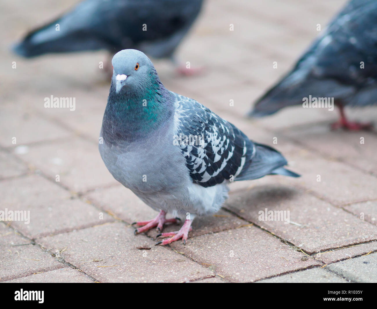 Head rock pigeon rock dove hi-res stock photography and images - Alamy