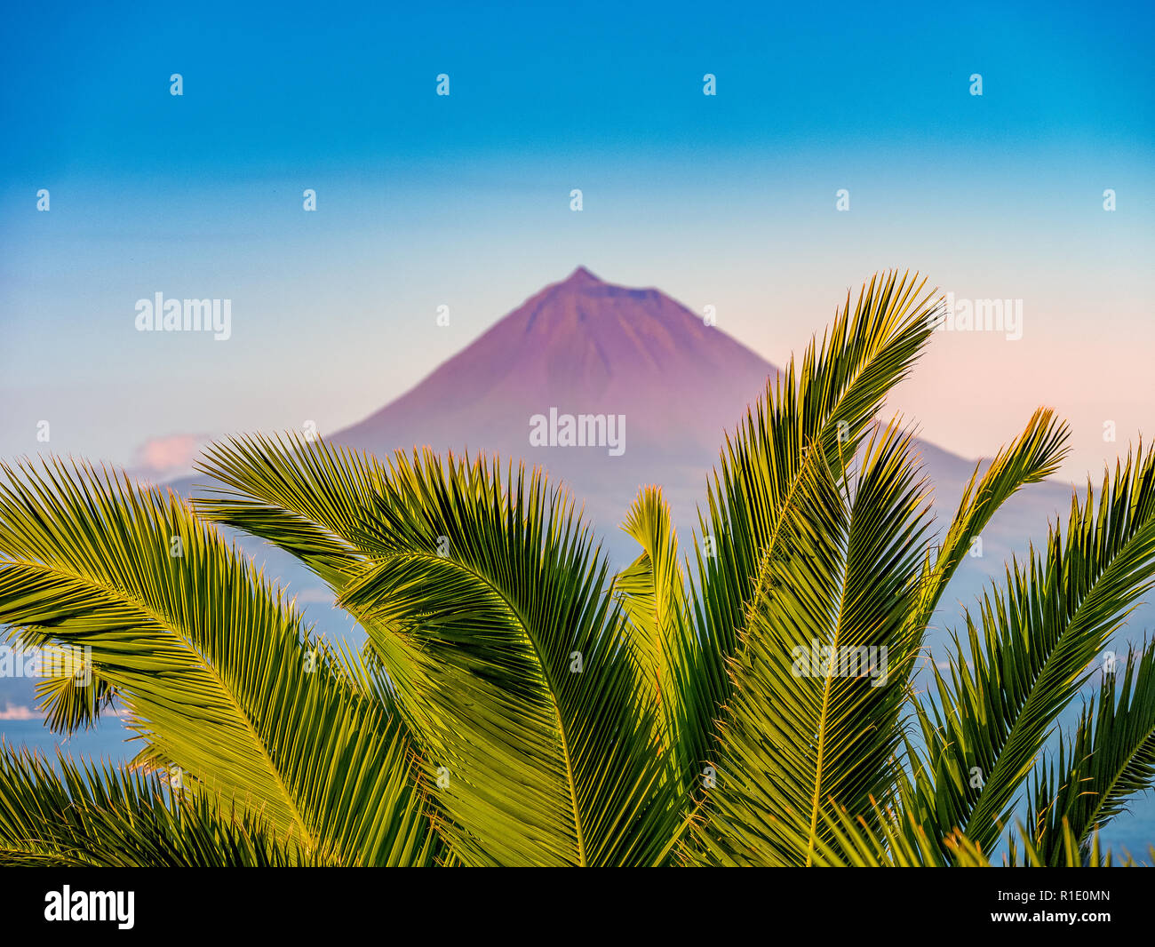 Image of the volcano mountain of pico with palm trees in the foreground ...