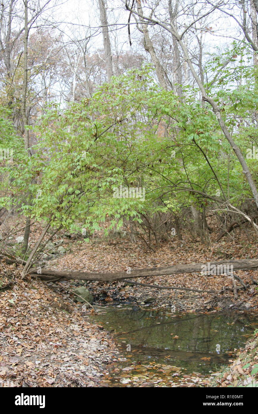 Pairs bridge hi-res stock photography and images - Alamy