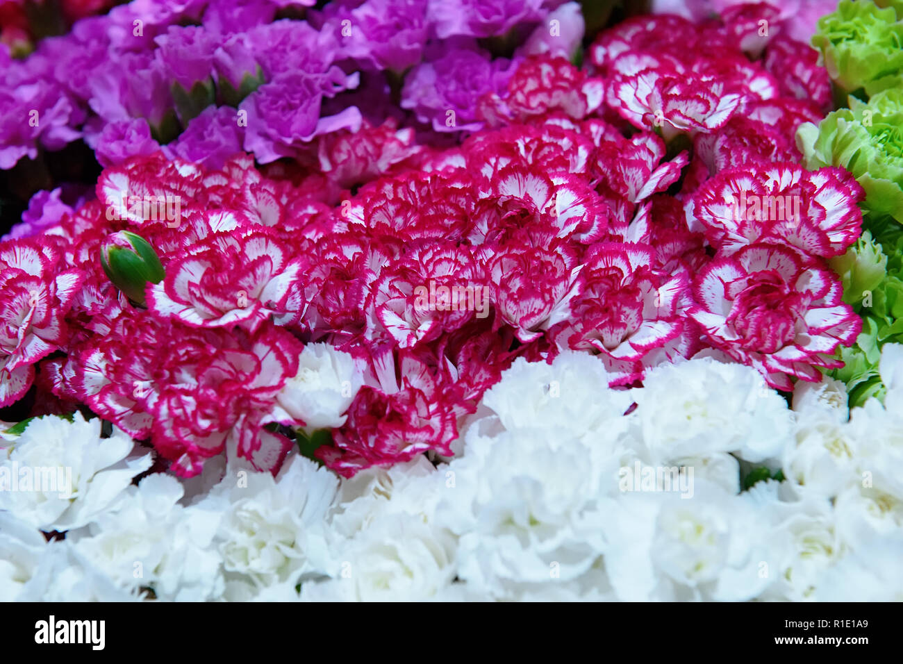 Carnations of pink, green and multi-colors of modern varieties in a ...