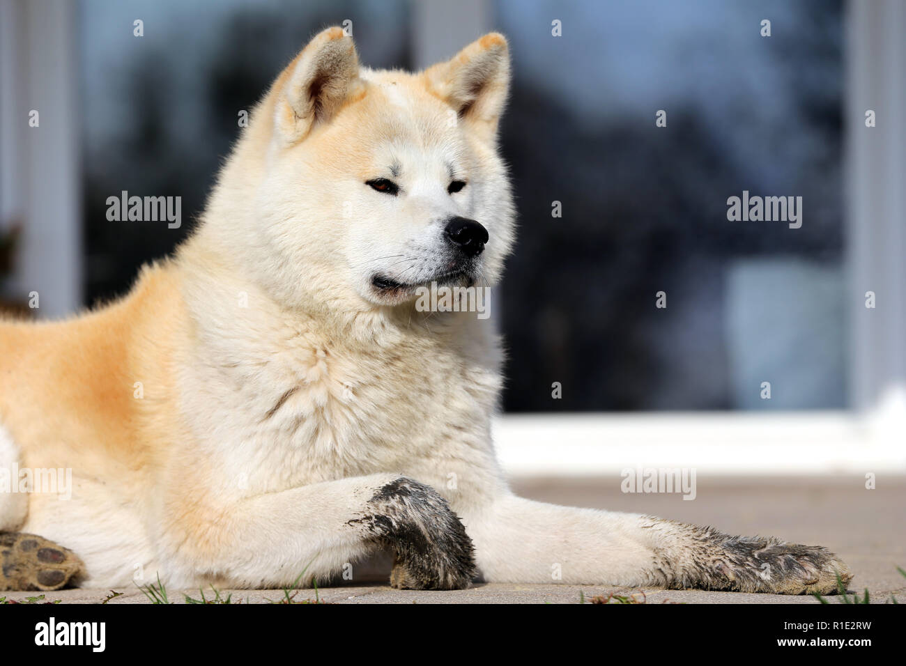 Outdoor close up portrait of an akita dog or akita inu japanese akita ...