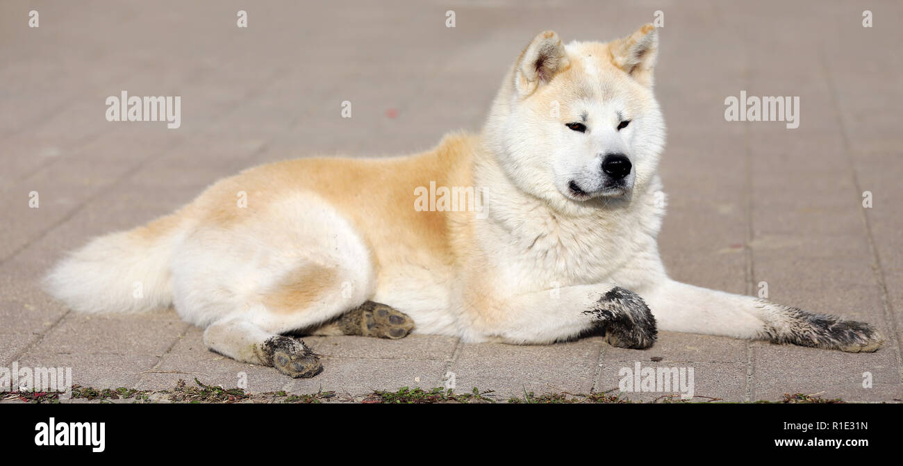 Outdoor close up portrait of an akita dog or akita inu japanese akita ...