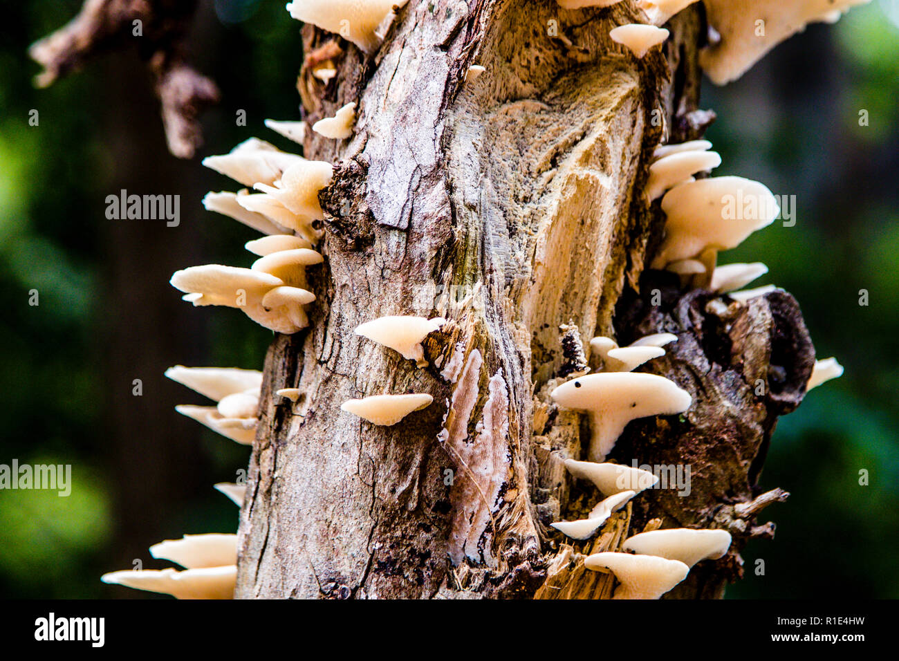 Decaying tree with fungi Stock Photo - Alamy