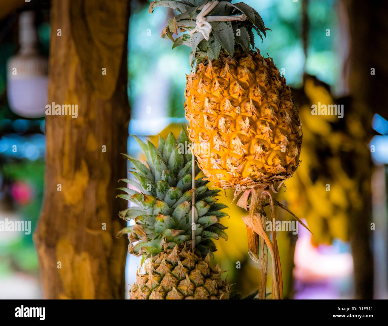 Pinapple tree hi-res stock photography and images - Alamy