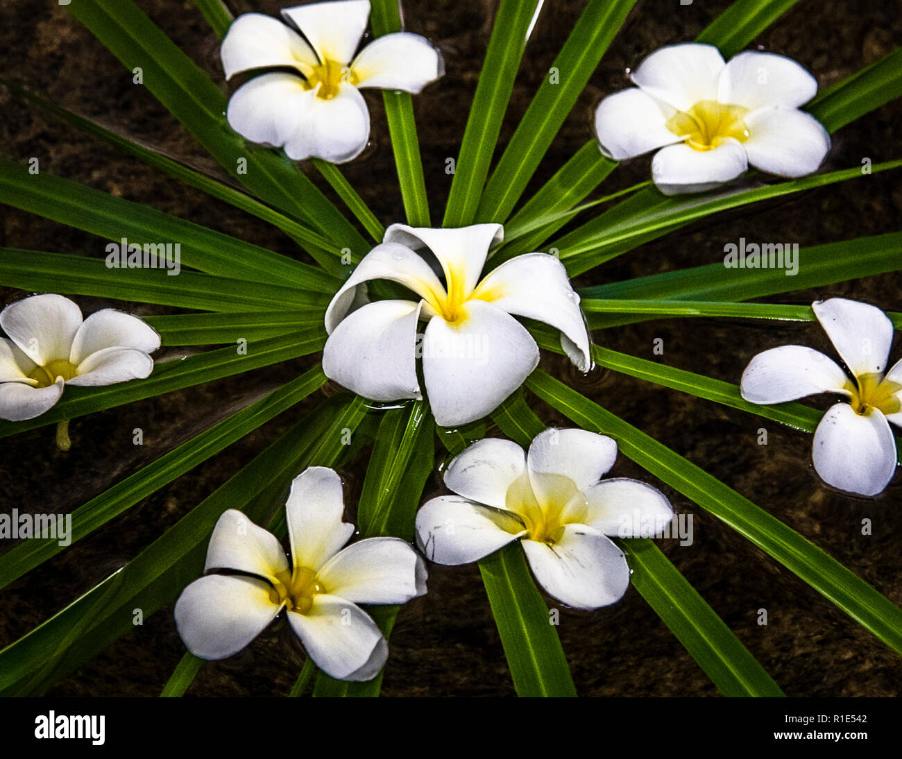 Tempelflower hi-res stock photography and images - Alamy