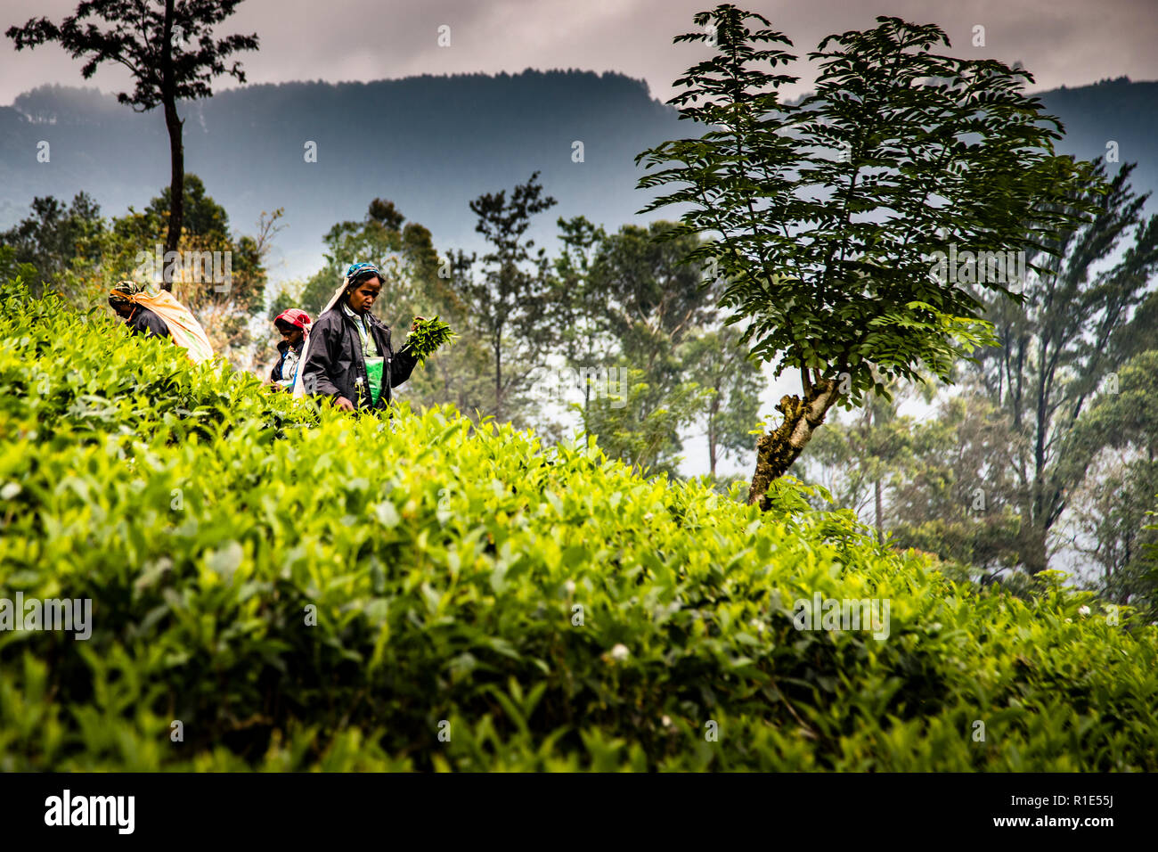 Tea Plantation in Sri Lanka Stock Photo - Alamy