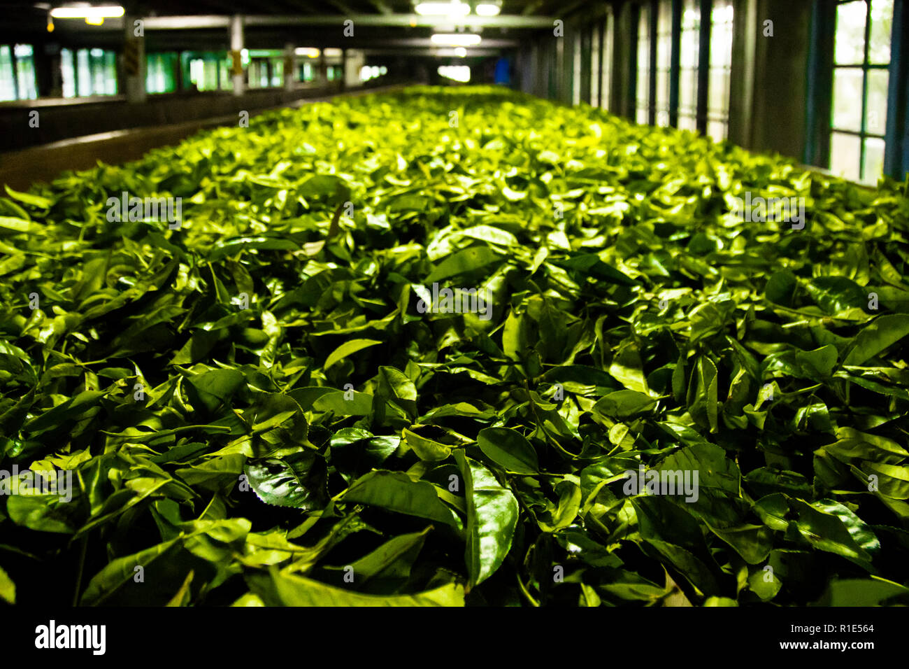 Tea Production Stock Photos & Tea Production Stock Images - Alamy