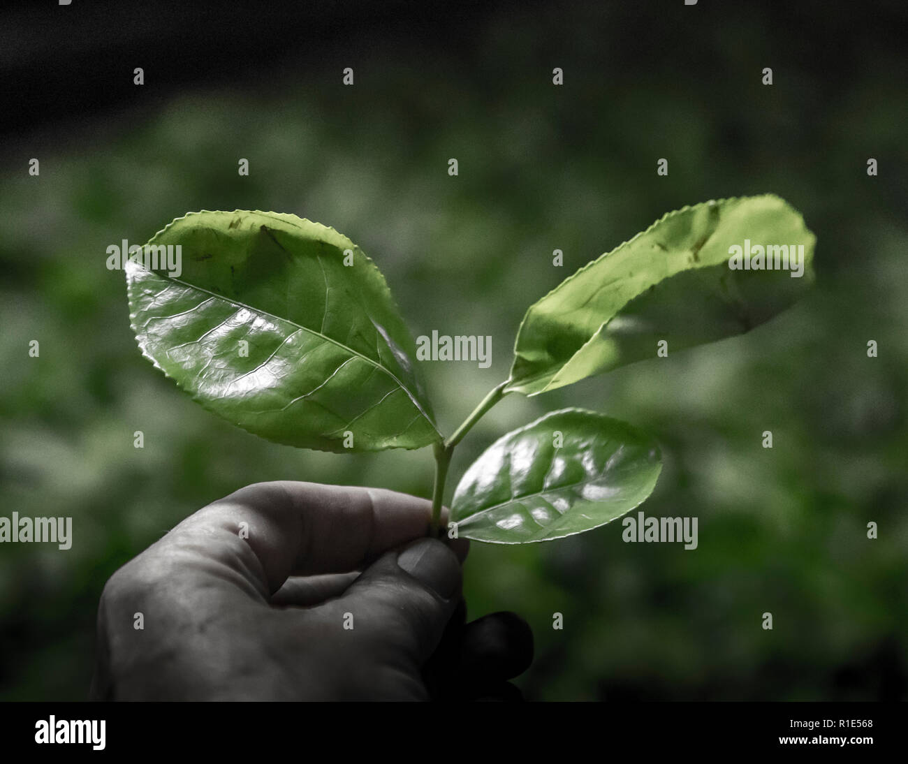 Blue field tea gardens tea factory Stock Photo - Alamy