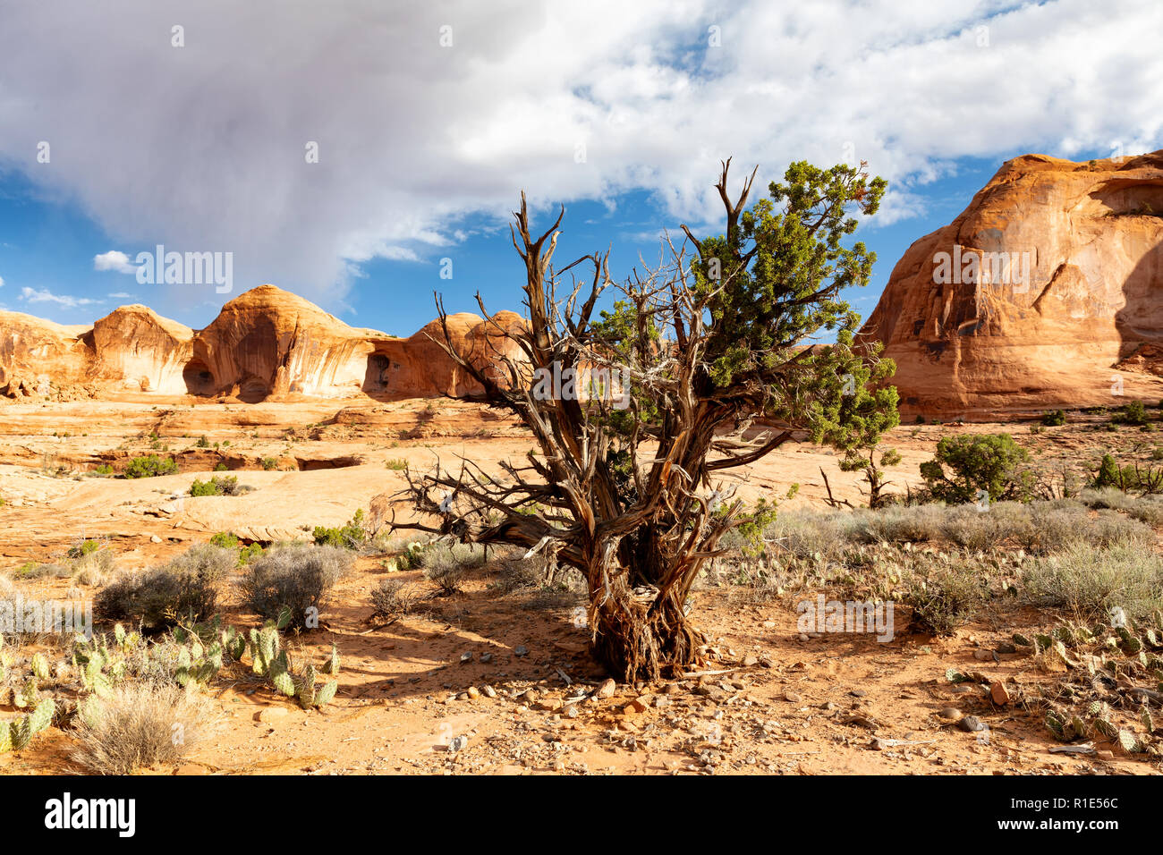 Arizona desert with textured trees, cactus, and rocks Stock Photo - Alamy
