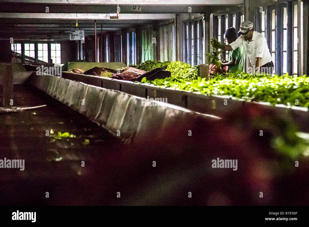 Tea Production Stock Photos & Tea Production Stock Images - Alamy