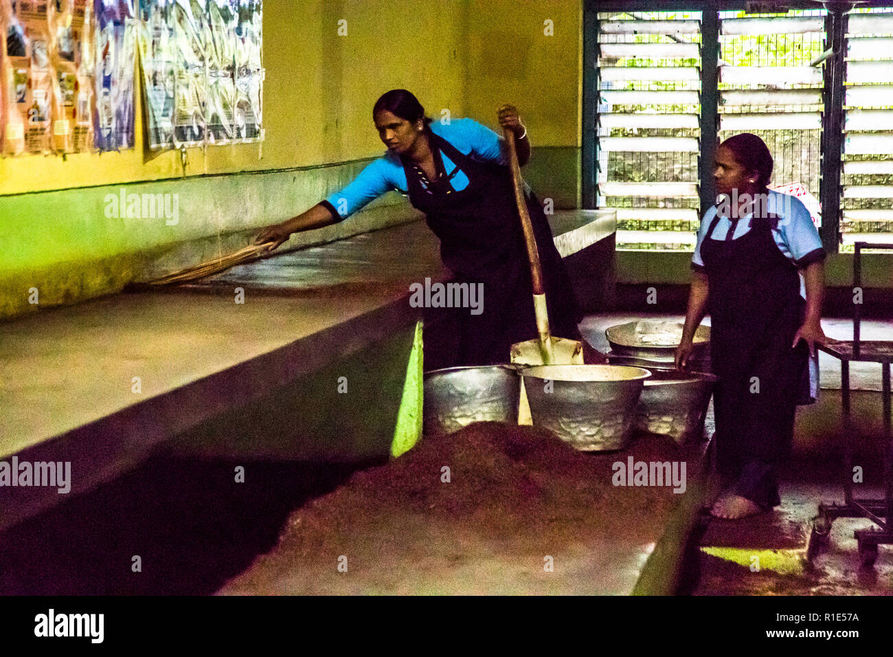 Blue field tea gardens tea factory Stock Photo - Alamy