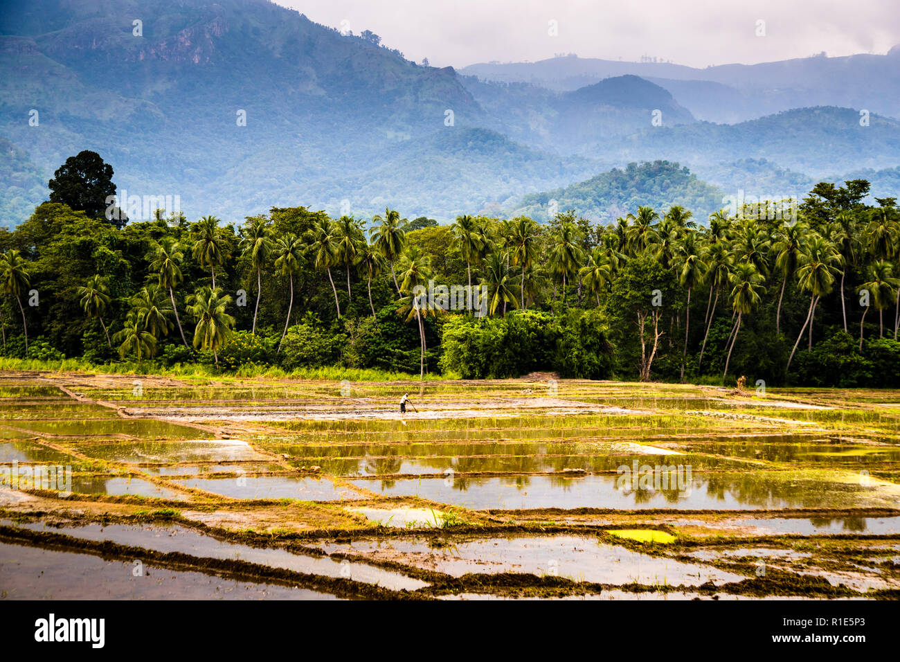 Rice farming in Sri Lanka Stock Photo - Alamy