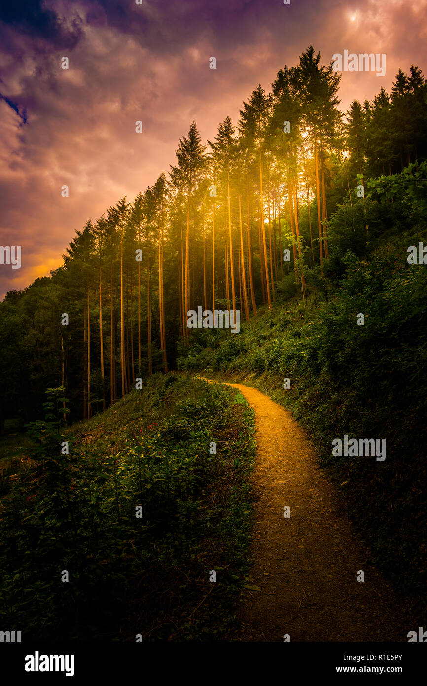 Hiking path and sunset in beautiful woods panoramic view, inspirational ...