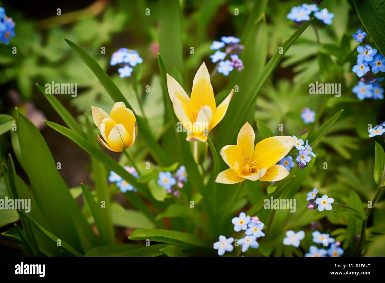 Colorful spring flowers in a forest Stock Photo - Alamy