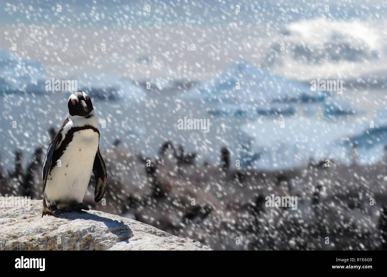 Penguin Falling Down