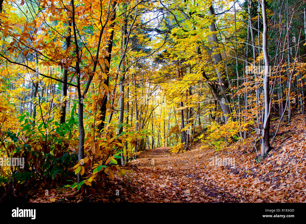 colored trees in the forest of the vosges mountains in france Stock ...