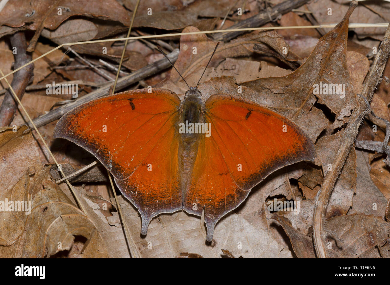 Goatweed Leafwing, Anaea andria, basking male Stock Photo - Alamy