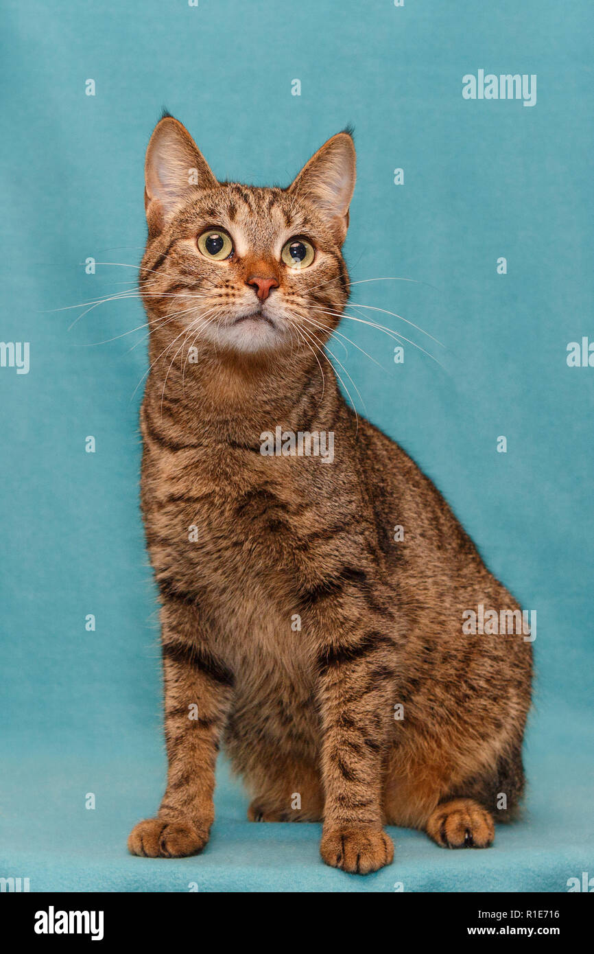 Grey cat and blue eye hi-res stock photography and images - Alamy