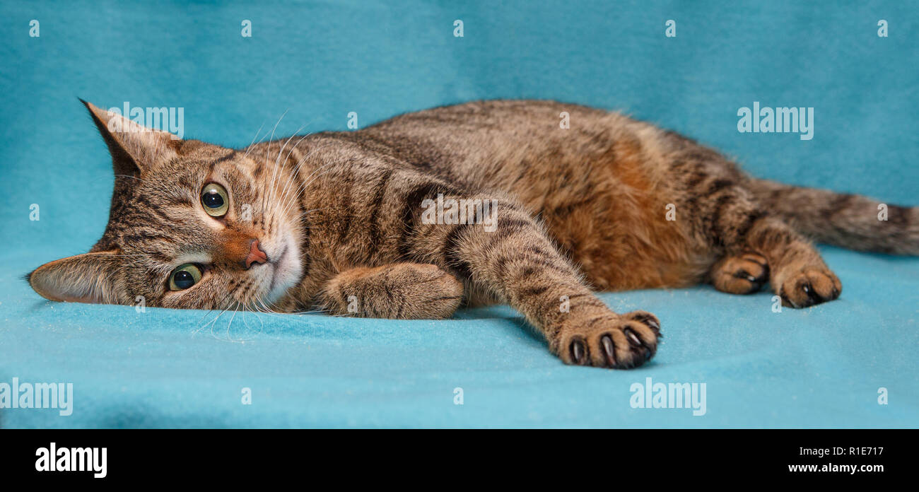 Grey cat and blue eye hi-res stock photography and images - Alamy