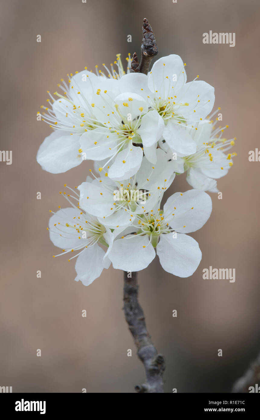 Prunus sp flower hi-res stock photography and images - Alamy