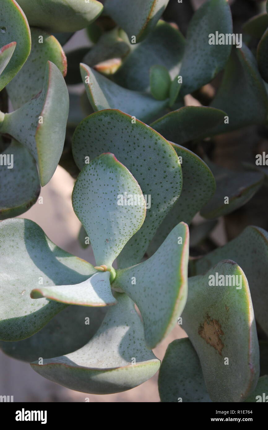 Echeveria elegans, Mexican snow ball, Mexican gem, white Mexican rose ...