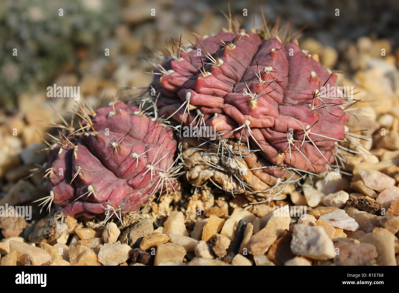 Cactus Ribs High Resolution Stock Photography and Images - Alamy