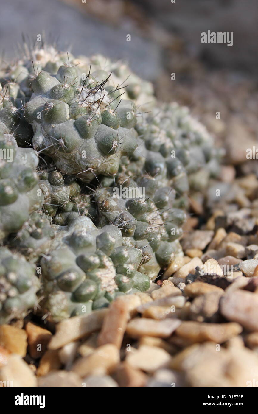 Chin cactus hi-res stock photography and images - Alamy