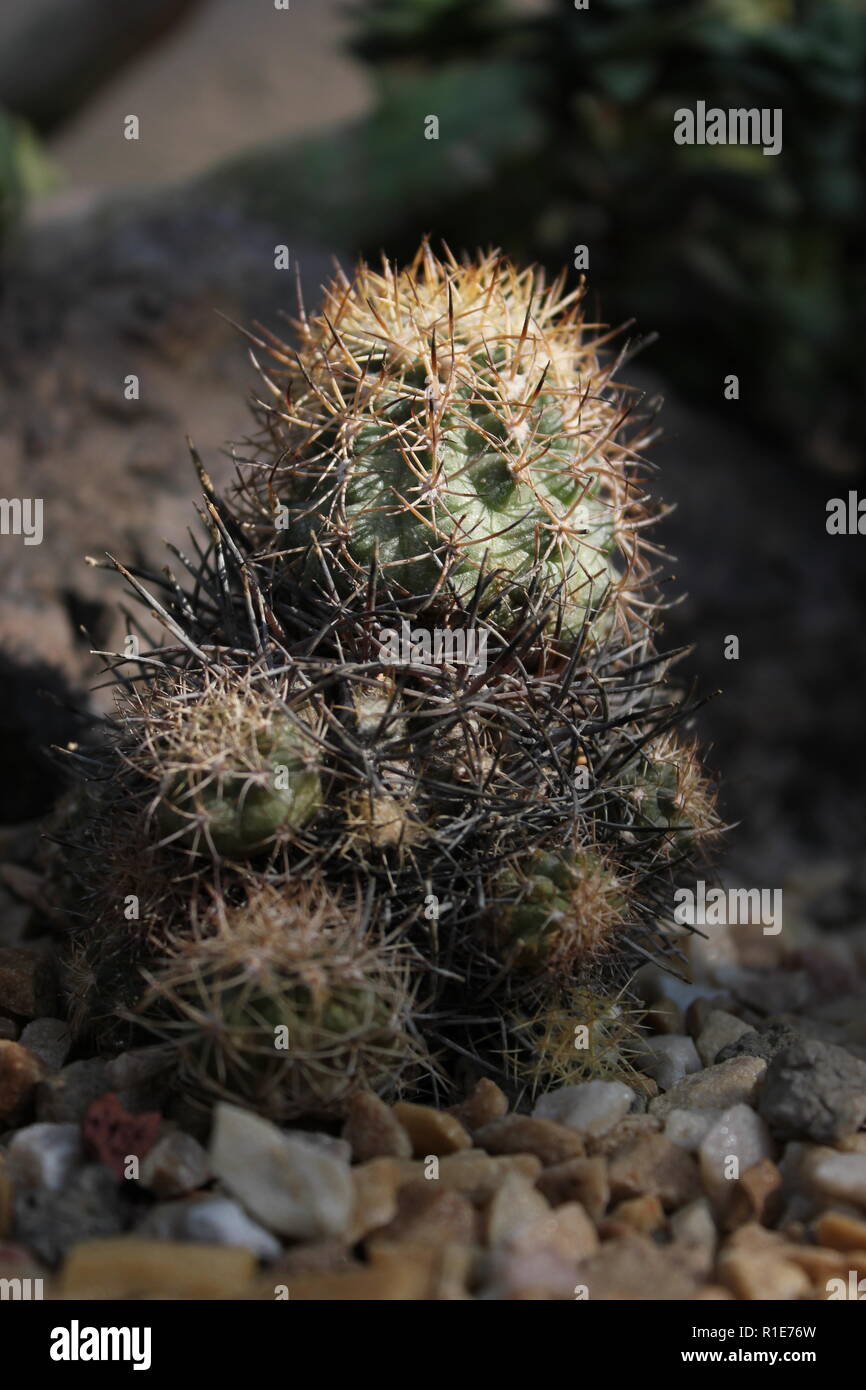 echinocereus stoloniferous desert succulent cactus plant growing in the ...