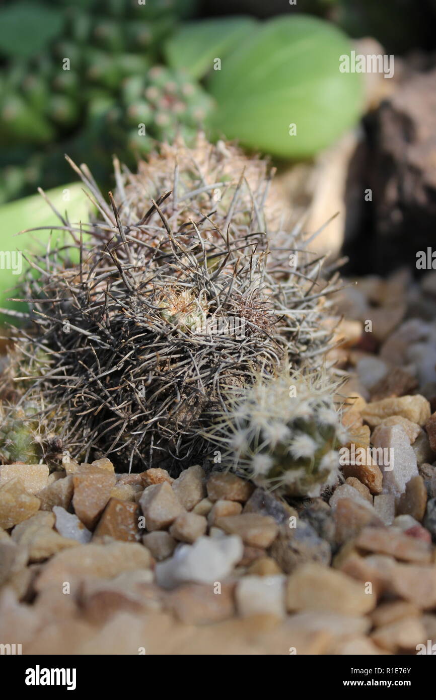echinocereus stoloniferous desert succulent cactus plant growing in the ...