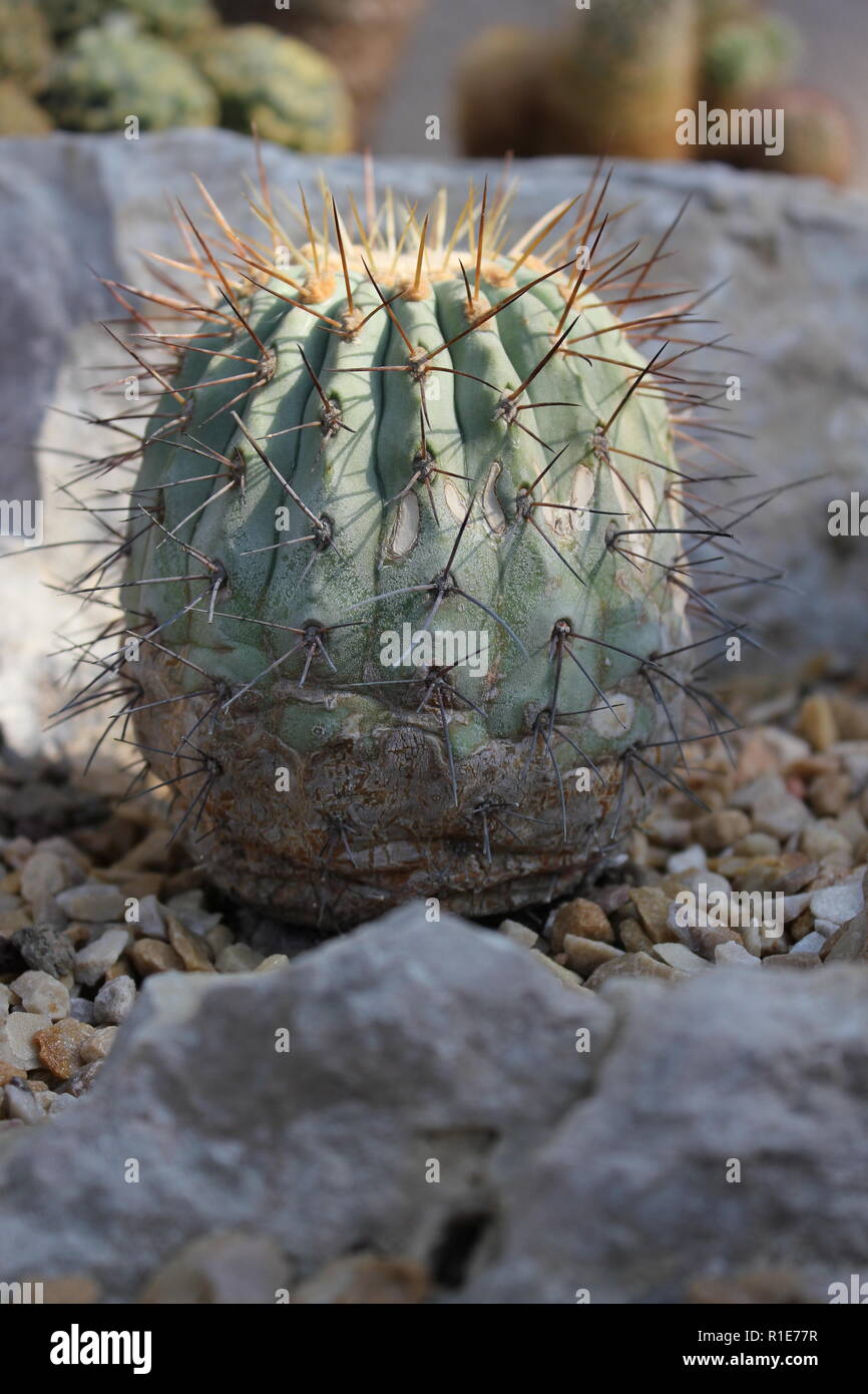 Turks Head Cactus High Resolution Stock Photography and Images - Alamy