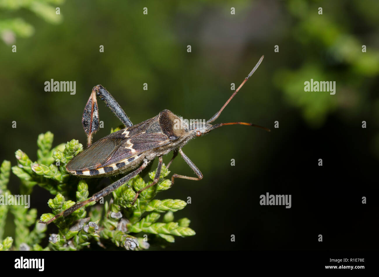 Leaf-footed Bug, Narnia snowi, on eastern red cedar, Juniperus ...