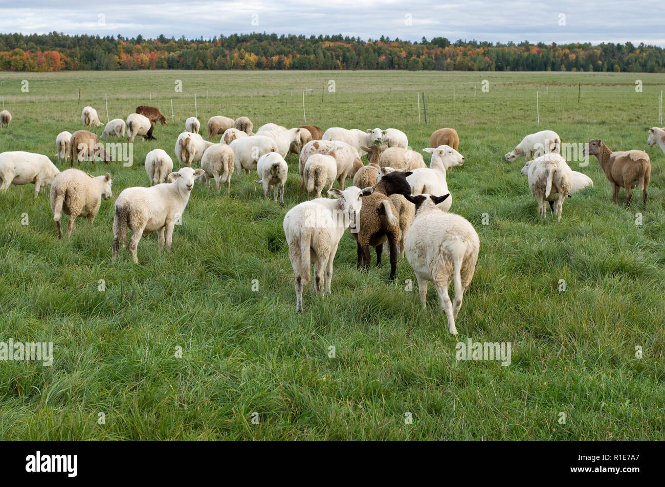 Sheeps in the field hi-res stock photography and images - Alamy