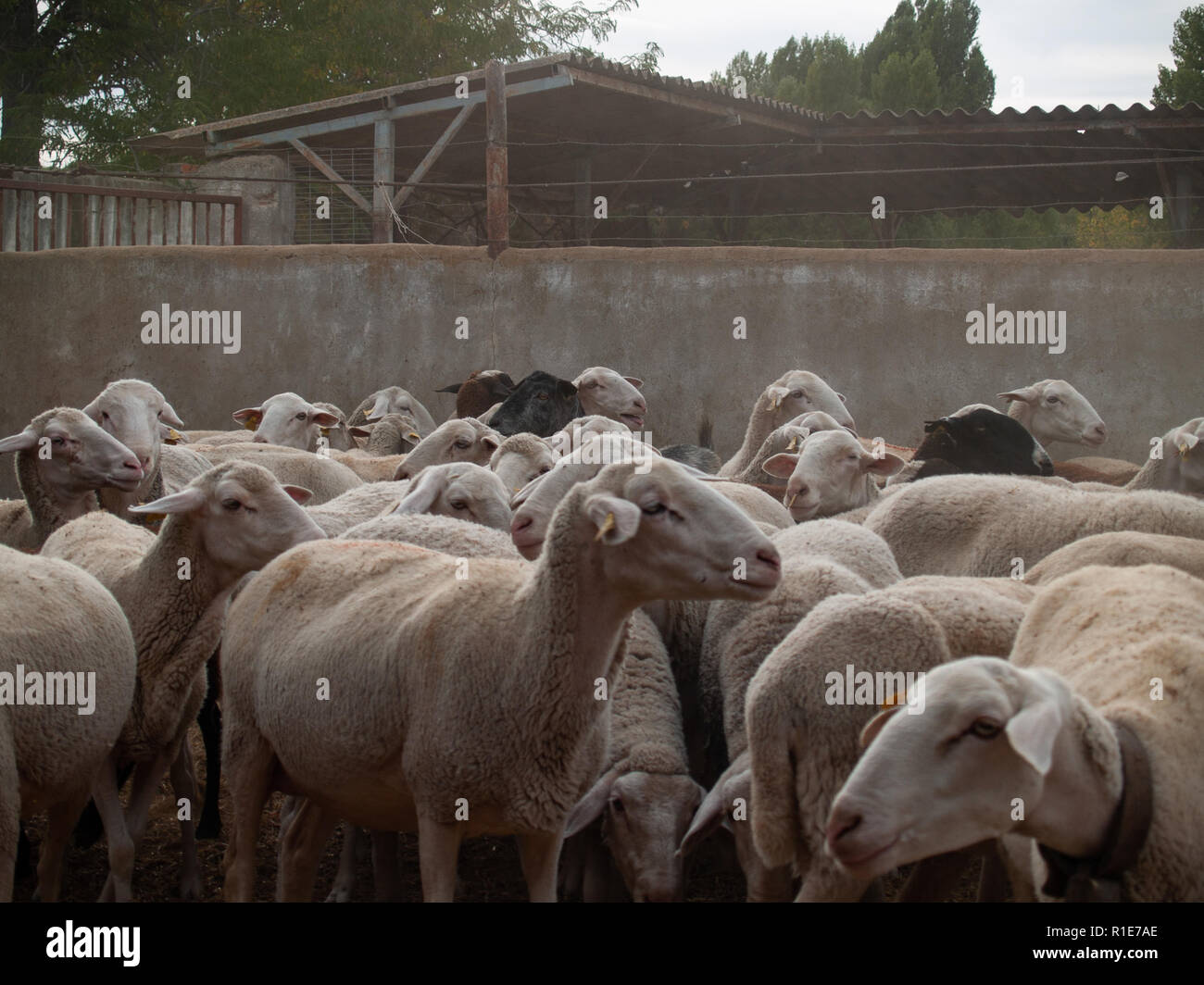 A flock of sheep, lambs and rams on a farm feeding Stock Photo - Alamy