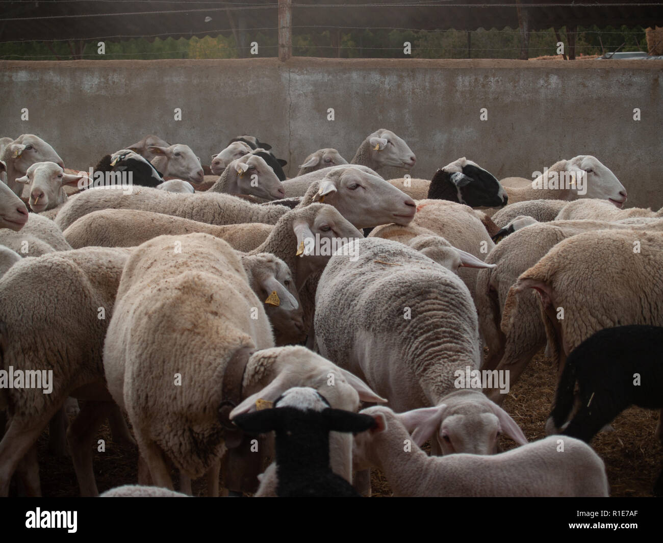 Rural family animal hi-res stock photography and images - Alamy