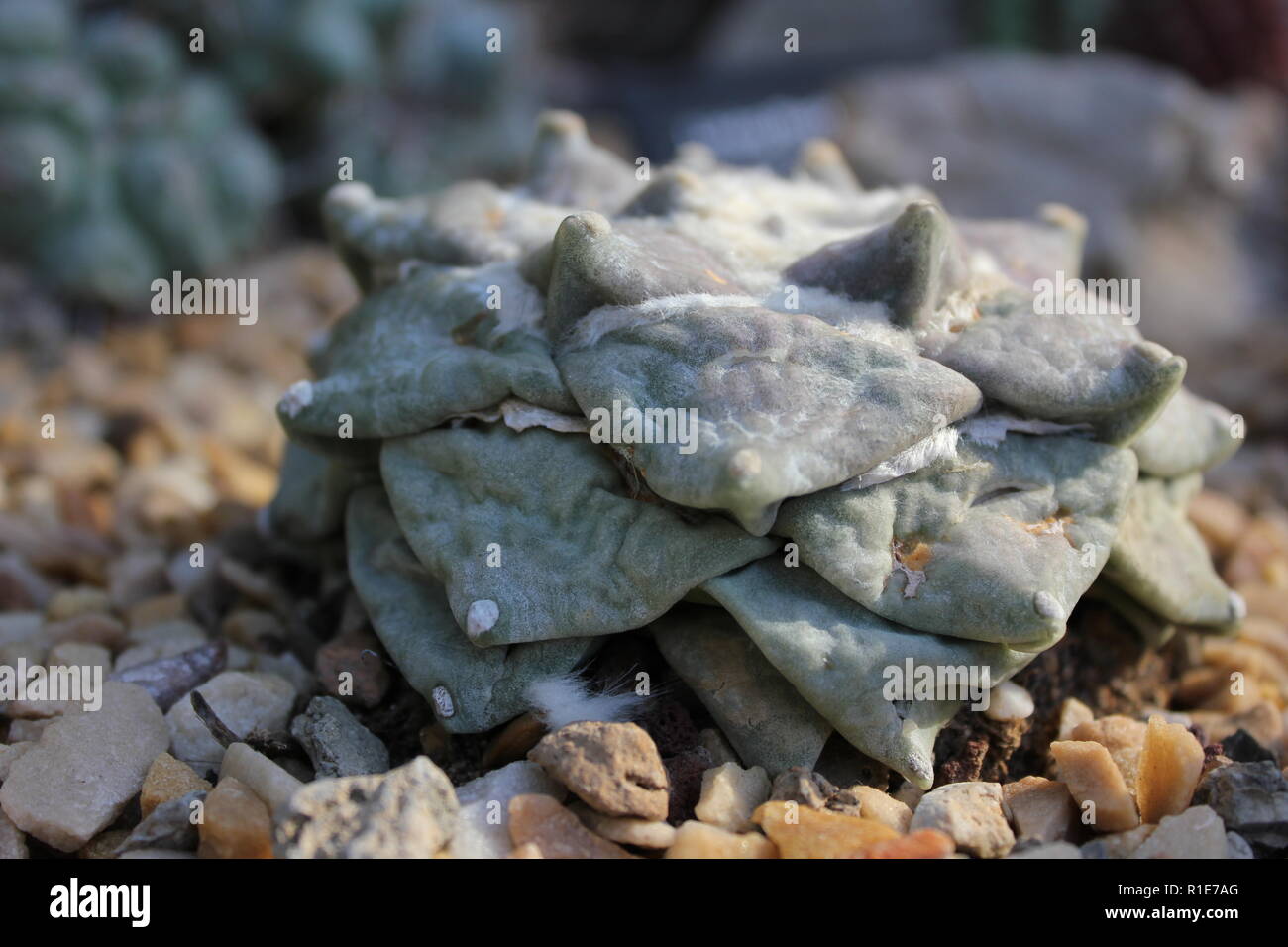 Obregonia denegrii, the artichoke cactus, growing in the desert garden ...