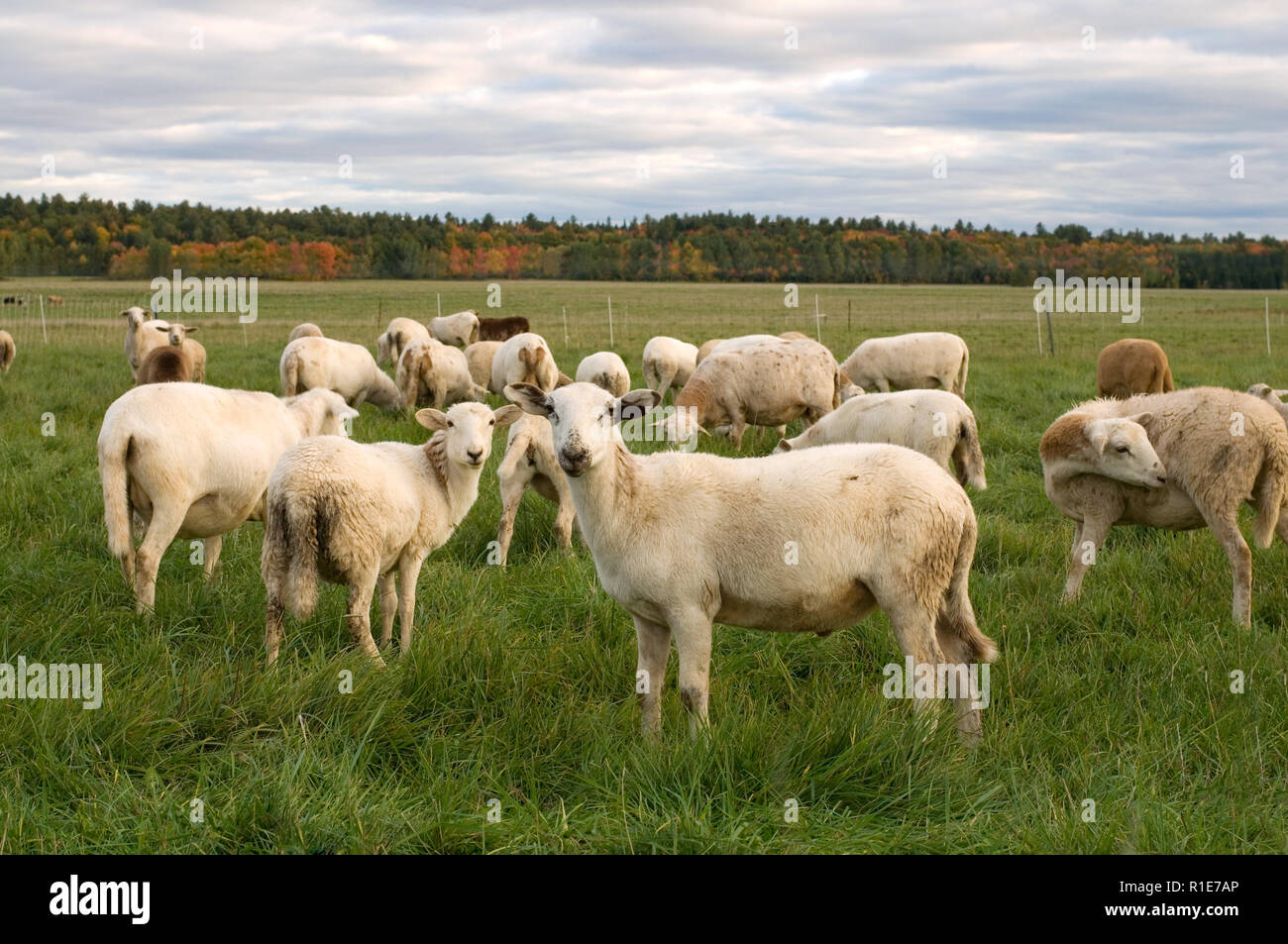 Beautiful Sheep's in a Field During Autumn Season Stock Photo - Alamy