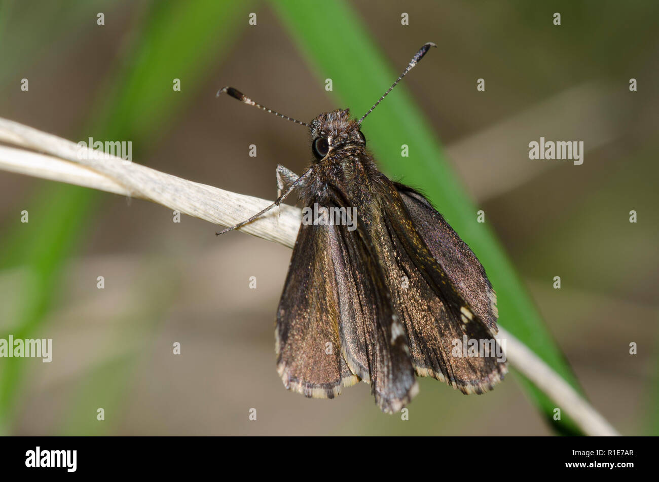 Common Roadside-Skipper, Amblyscirtes vialis Stock Photo - Alamy