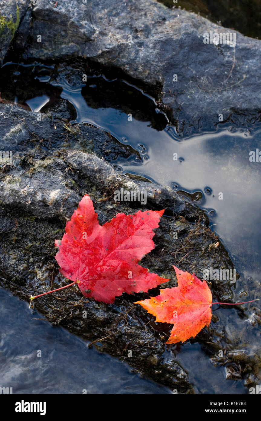 Beautiful and Colorful Red Maple Leaves in a Water Stream Stock Photo ...
