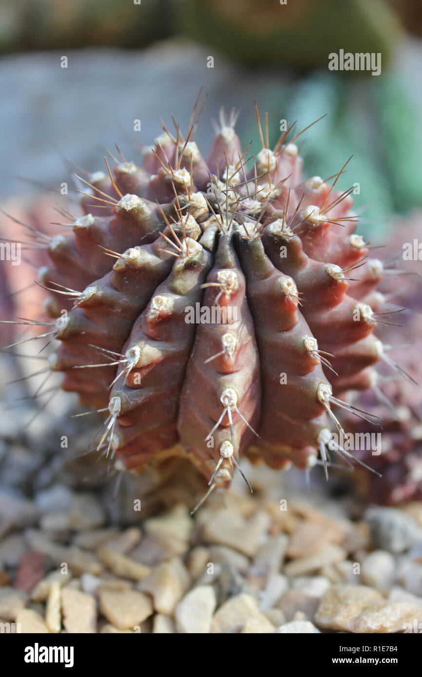 Cactus Ribs High Resolution Stock Photography and Images - Alamy