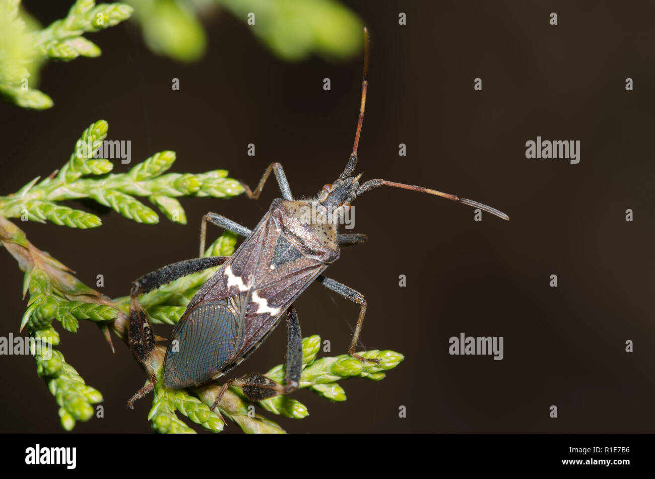 Leaf footed bug coreidae family hi-res stock photography and images - Alamy