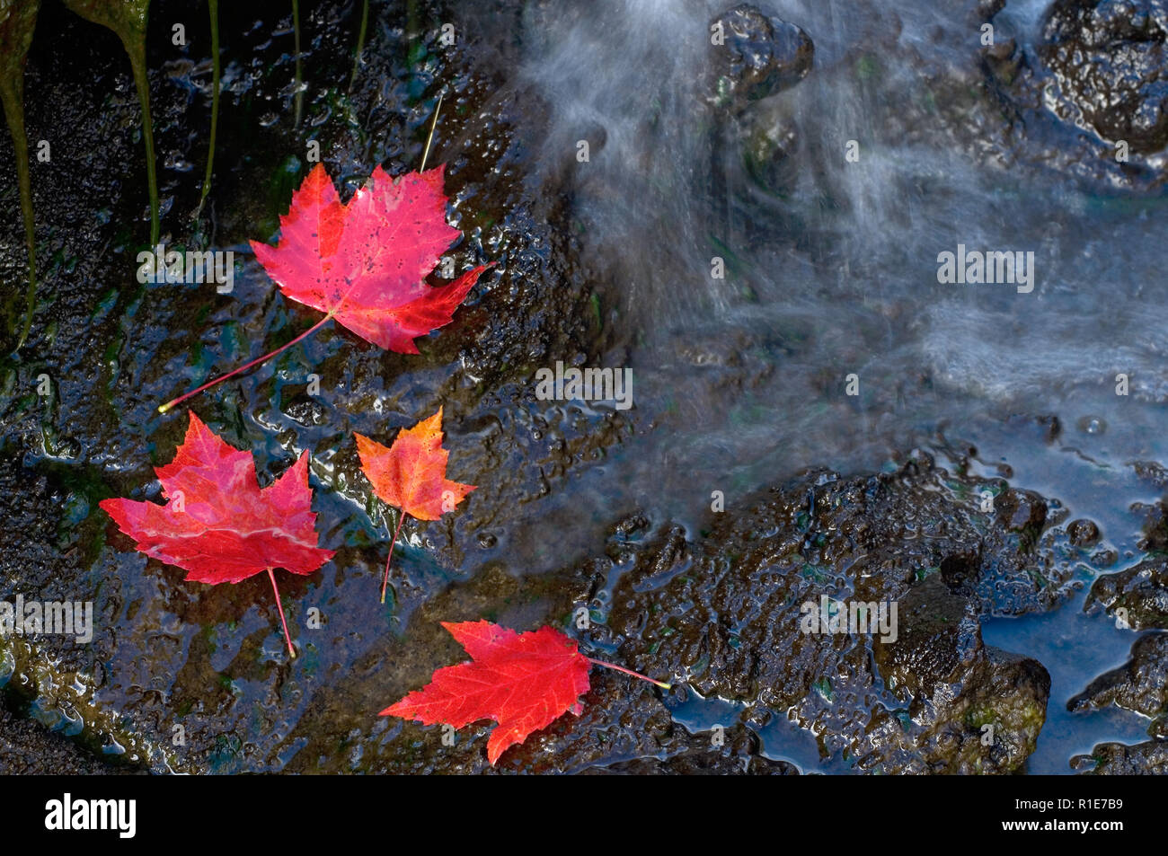 Beautiful and Colorful Red Maple Leaves in a Water Stream Stock Photo ...