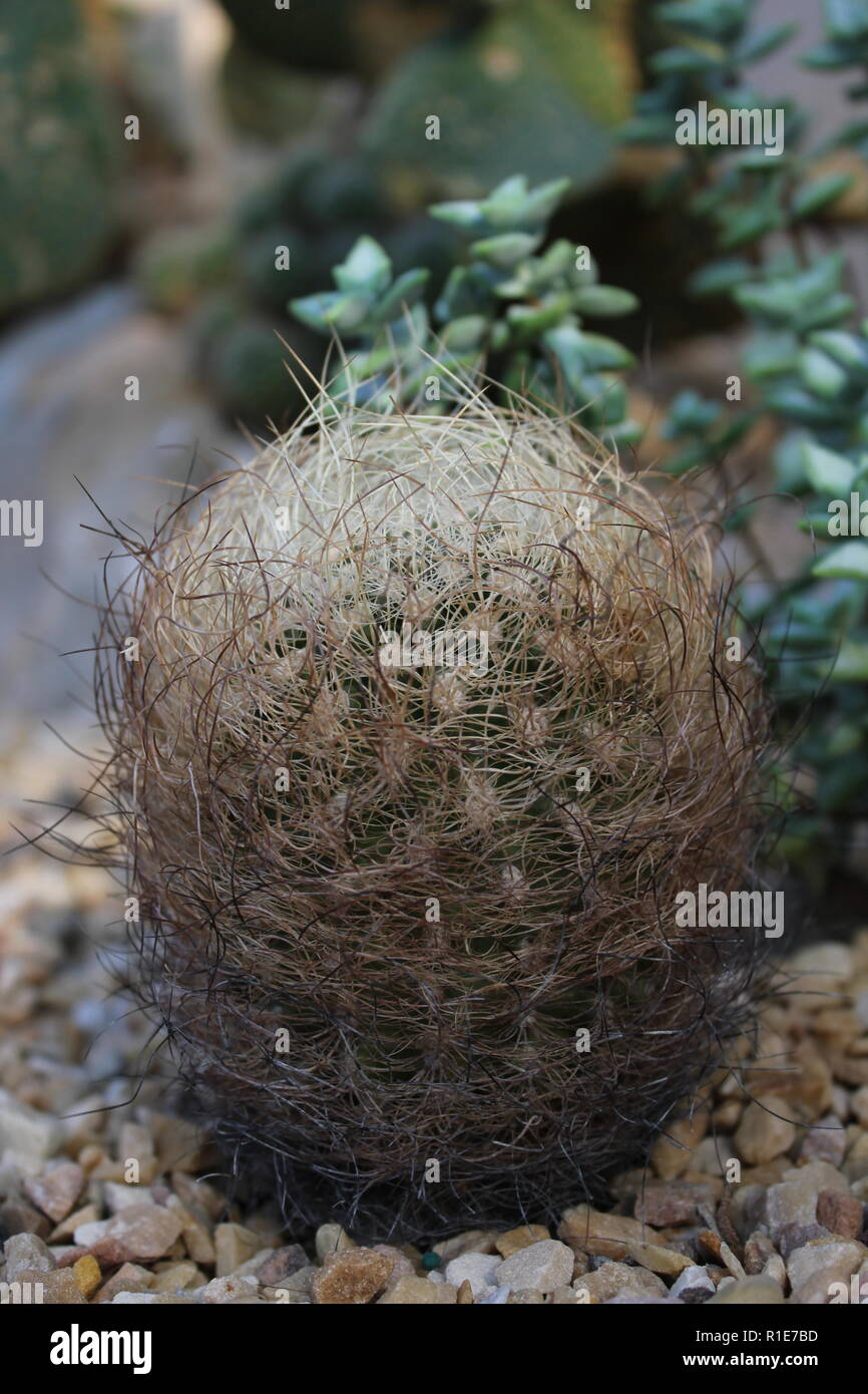 Beautiful desert cactus plant growing in the desert garden Stock Photo ...