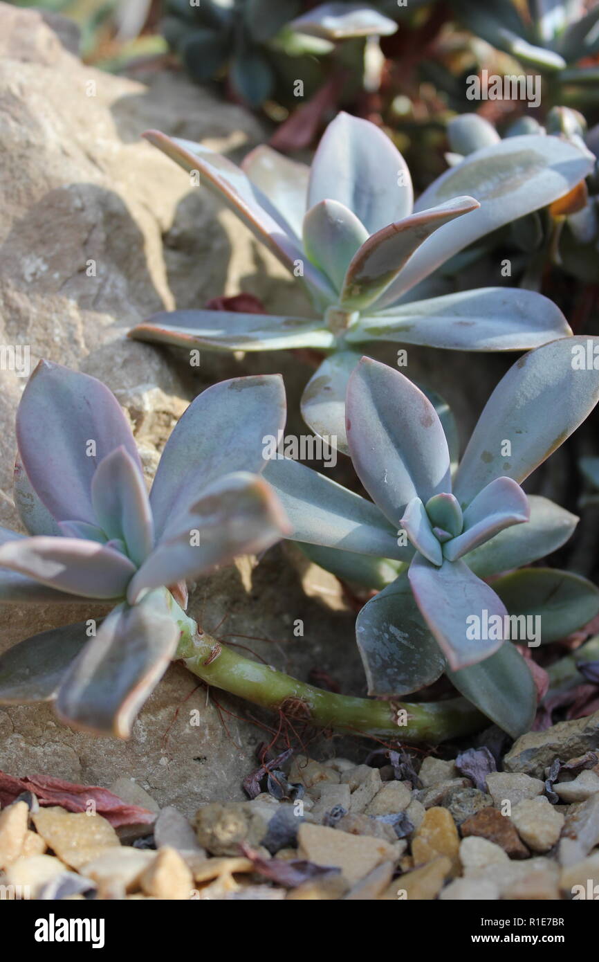 Echeveria elegans, Mexican snow ball, Mexican gem, white Mexican rose ...