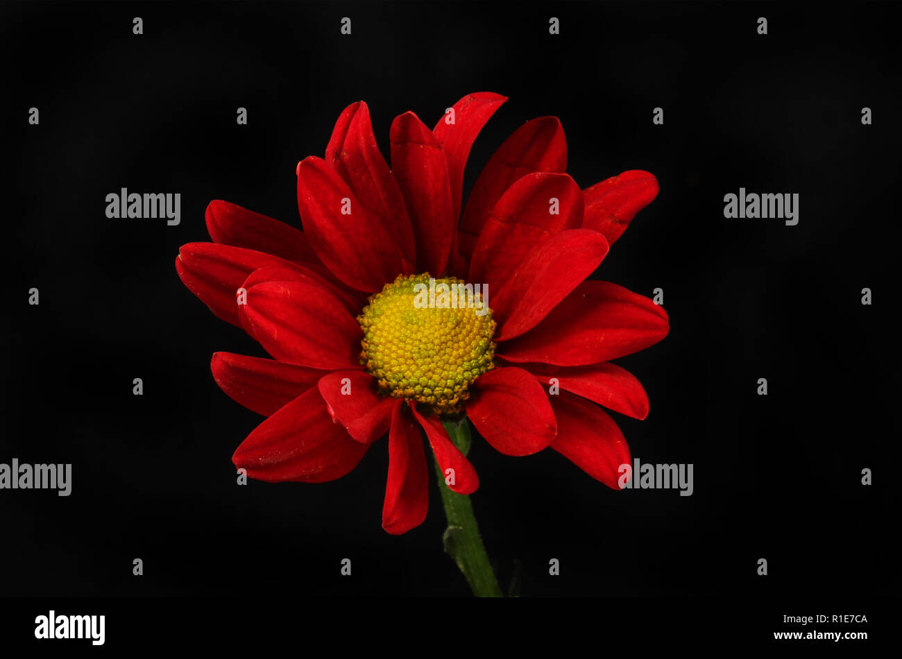 Dusky red chrysanthemum flower isolated against black Stock Photo - Alamy