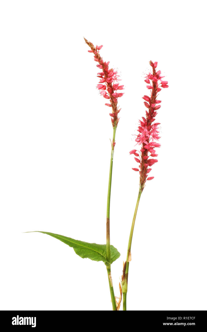 Persicaria amplexicaulis hi-res stock photography and images - Alamy